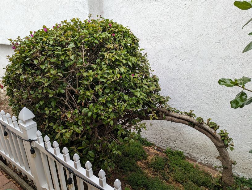 Bending like a Tree – Day S. Grant