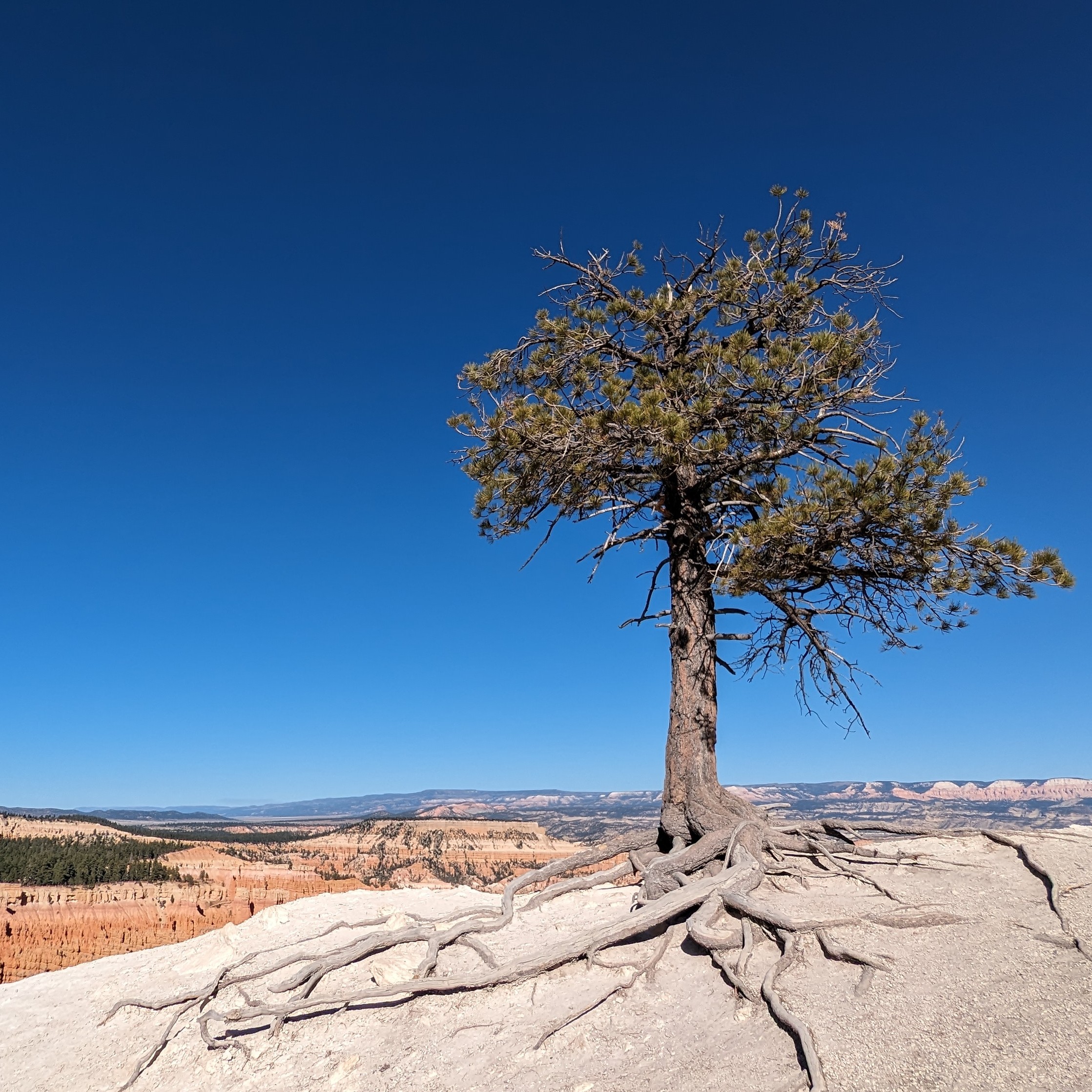Still Standing – Day S. Grant